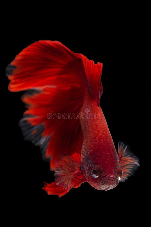 Red Betta Fish, Siamese Fighting Fish on Black Background Stock Image ...