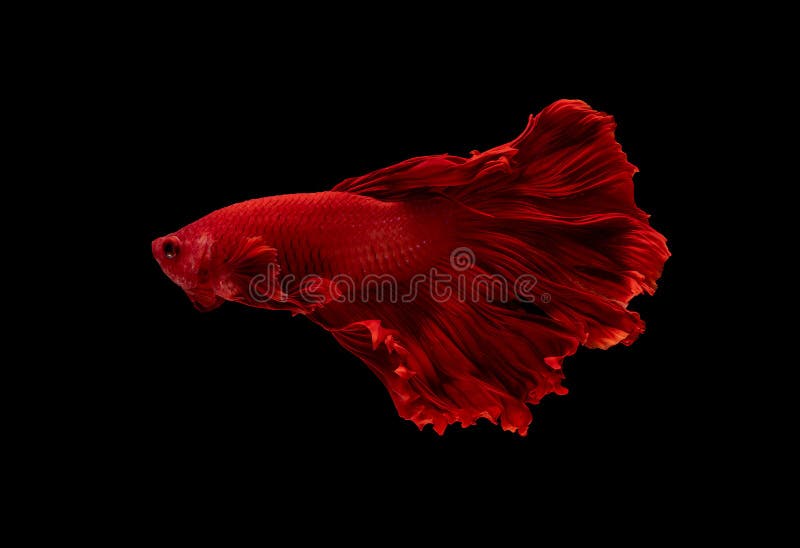 Red Betta Fish, Siamese Fighting Fish Was Isolated on Black Background ...