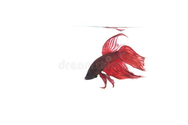 Red Betta Fish White Back Ground Stock Image - Image of water, beta ...