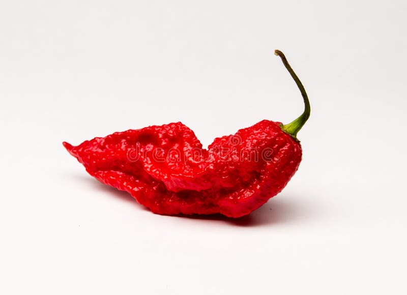 Red Bhut Jolokia Ghost Pepper Stock Photo - Image of jolokia, chocolate ...