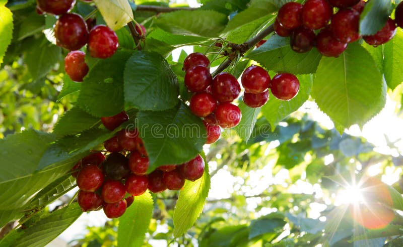 Red Big Cherries Hanging on a Cherry Tree Branch. Stock Photo - Image ...