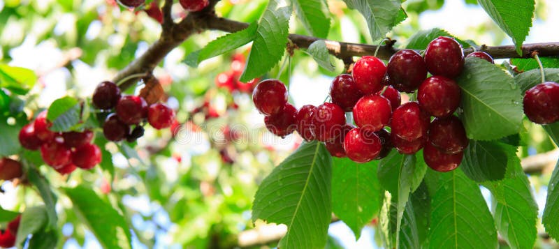 Red Big Cherries Hanging on a Cherry Tree Branch. Stock Image - Image ...