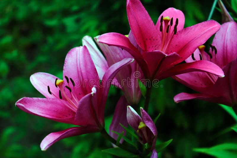 Red Big Lilies on Green Plants Background Stock Photo - Image of lilies ...
