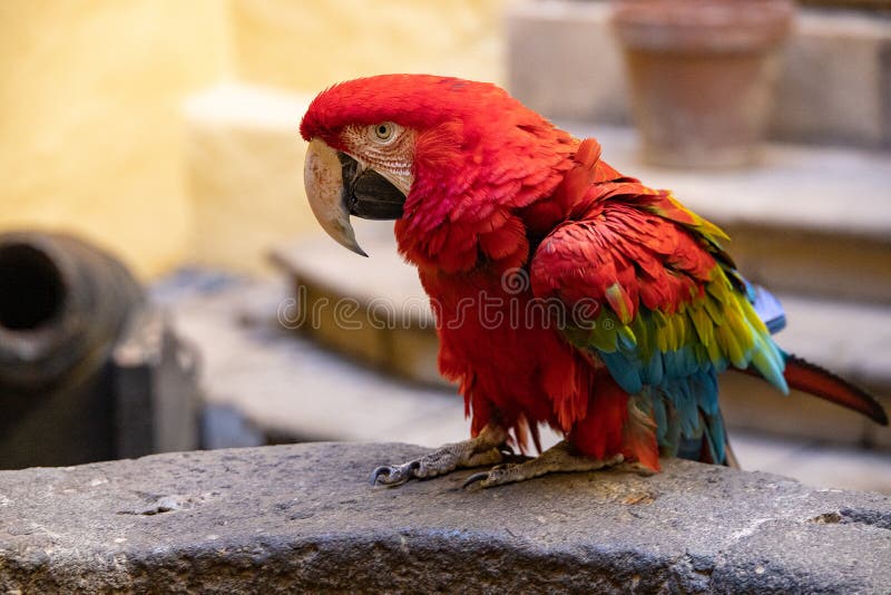 Red Big Macaw Parrot Bird in Closeup Stock Image - Image of macaw, wild ...
