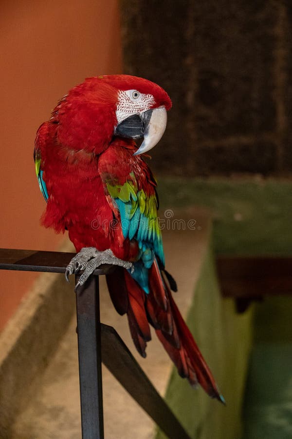 Red Big Macaw Parrot Bird in Closeup Stock Image - Image of closeups ...