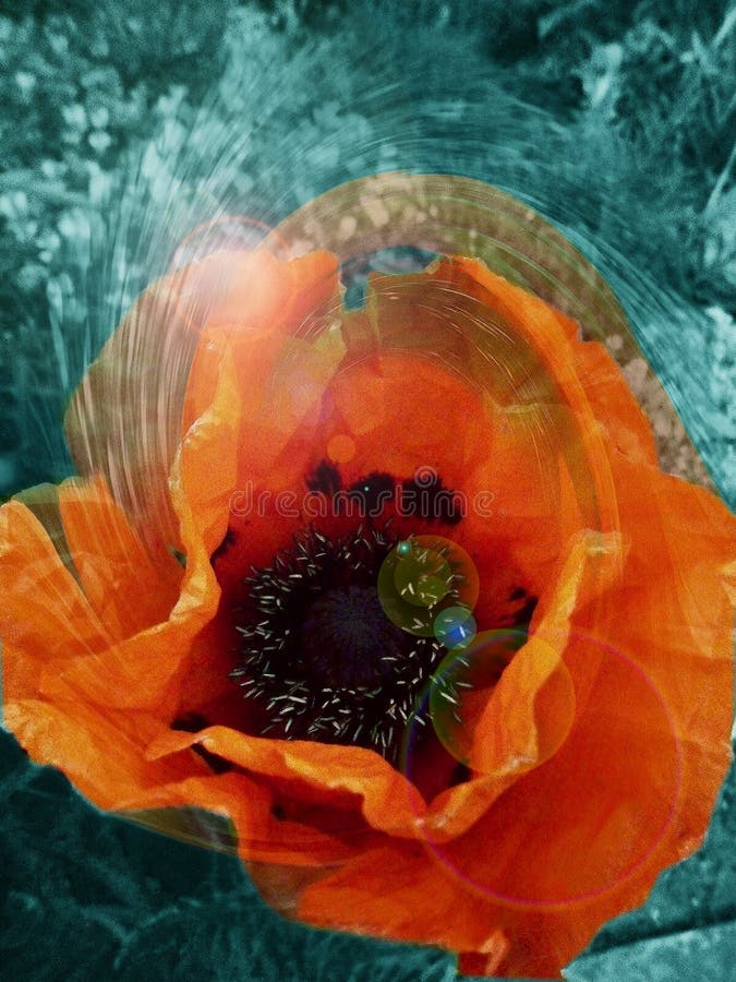 Red Big Poppy on a Blue Background Stock Photo - Image of light, bright ...