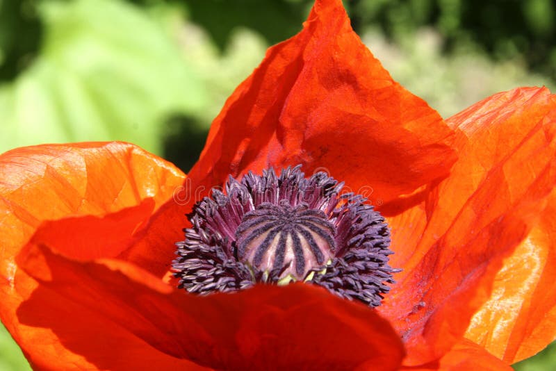 Red big Poppy stock image. Image of plants, leaf, flower - 250768183
