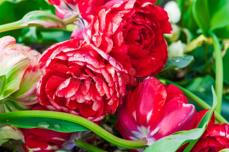 Red big tulips stock photo. Image of close, spring, petals - 47544736