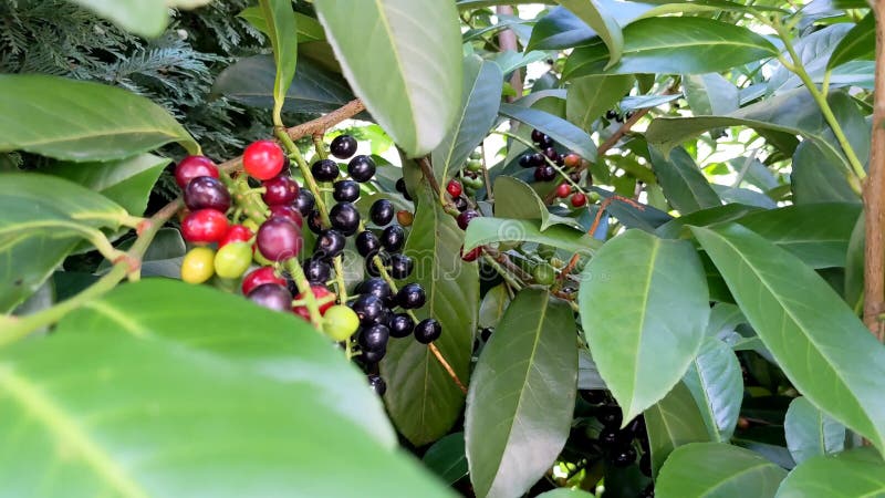 Colorful Bignay plant stock footage. Video of food, buah - 288538868