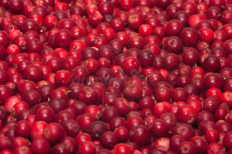 Red bilberries. stock image. Image of harvest, juicy - 23227249