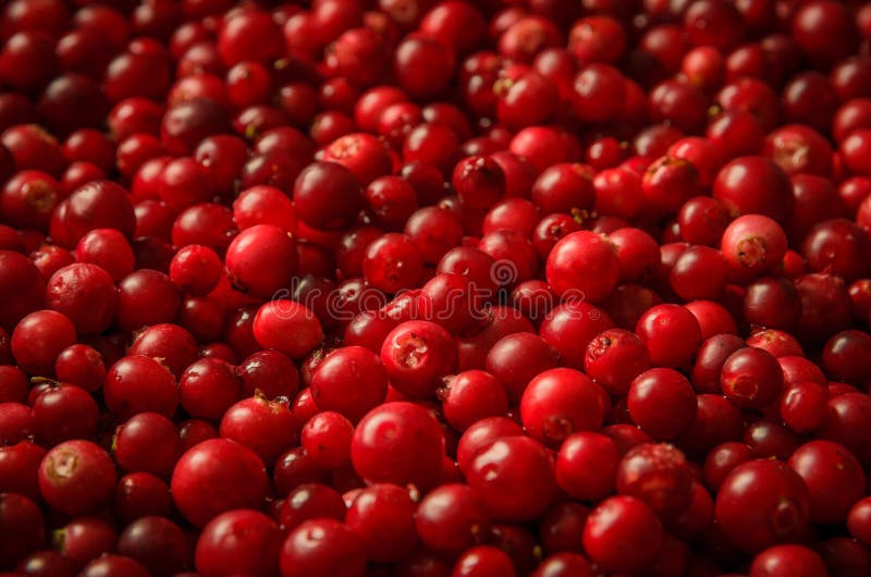 Red bilberries stock photo. Image of foxberries, color - 47581692