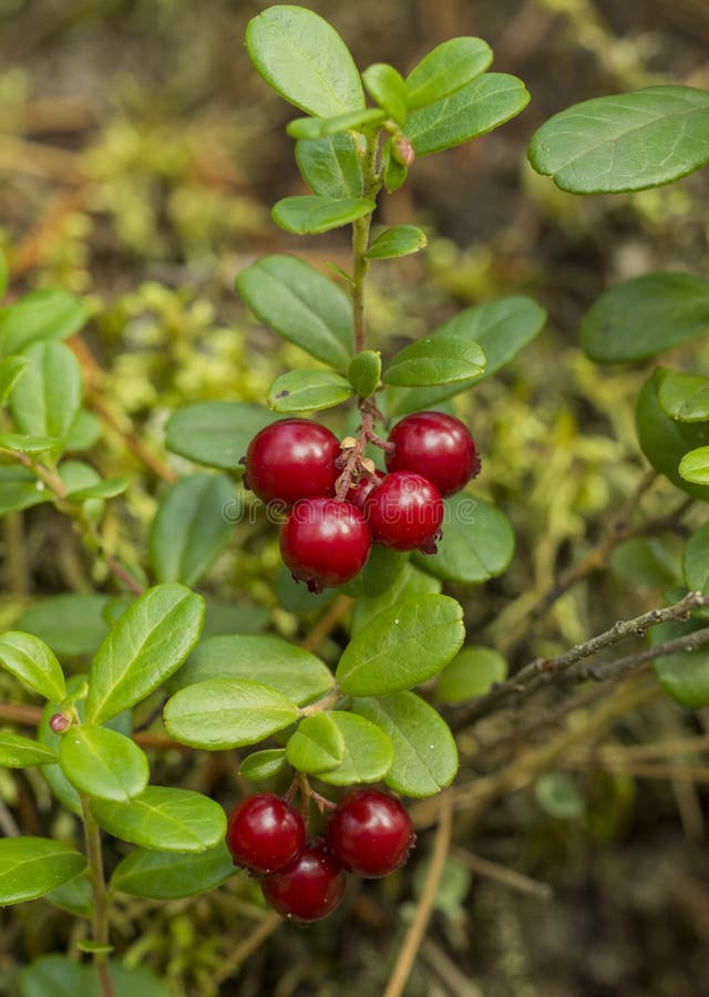 Red Bilberries Taiga Forest Stock Photos - Free & Royalty-Free Stock ...