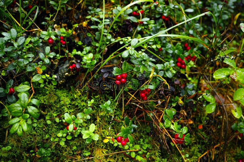Red Bilberries in Taiga Forest Stock Image - Image of yaksha ...