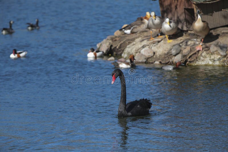 The red bill black swan. stock photo. Image of bird, graceful - 40122638