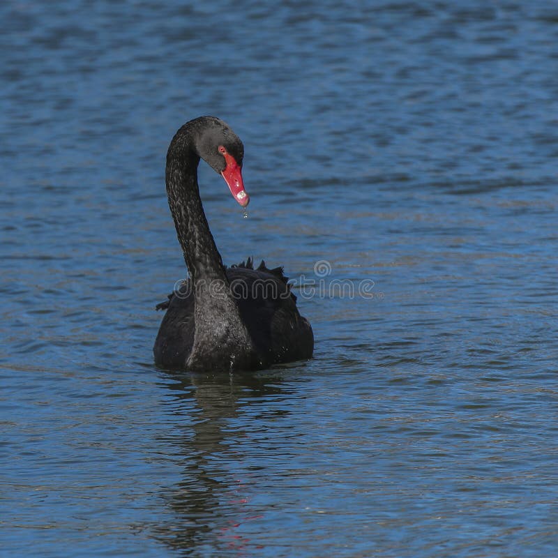 The Red Bill Black Swan on the Water Stock Image - Image of float ...