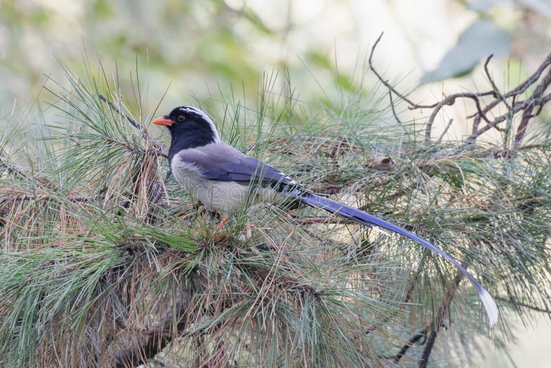 Red-billed Blue Magpie stock photo. Image of wildlife - 299006592