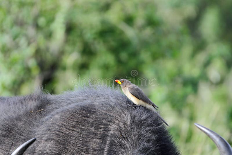 A Red-billed Buffalo-Weaver Stock Photo - Image of africa, animalia ...