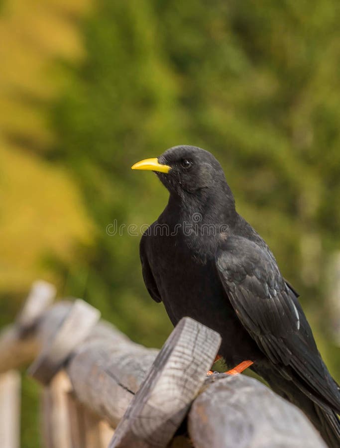 Red-billed Chough Perching on Wood Stock Image - Image of head ...