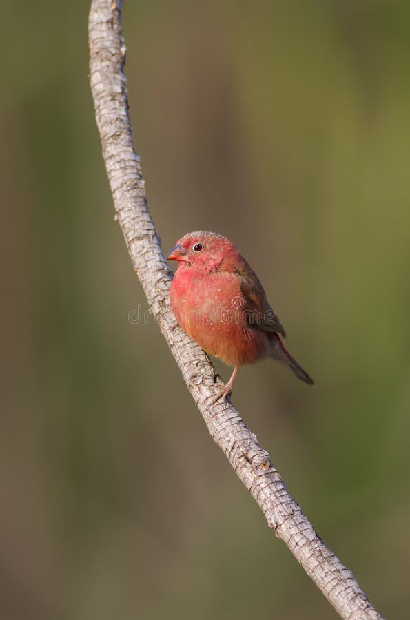 Female Red-billed Fire Finch Stock Photo - Image of color, lonely: 18072118