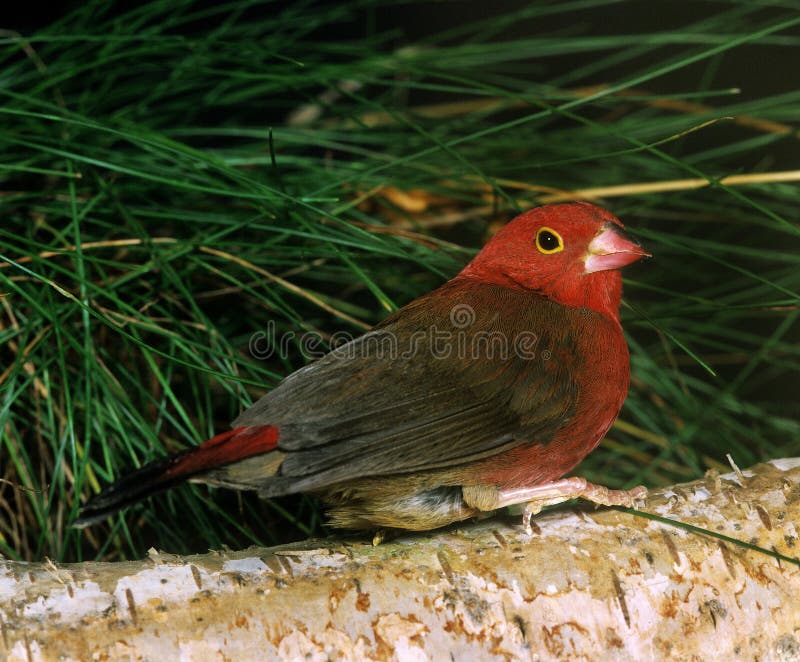 Red-Billed Firefinch, Lagonosticta Senegala Stock Photo - Image of ...