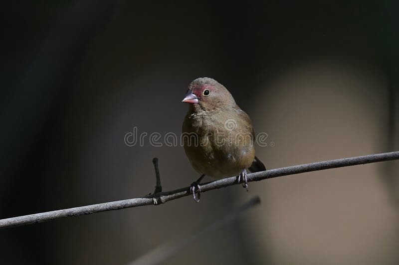 Red-billed Firefinch Lagonosticta Senegala Stock Image - Image of ...