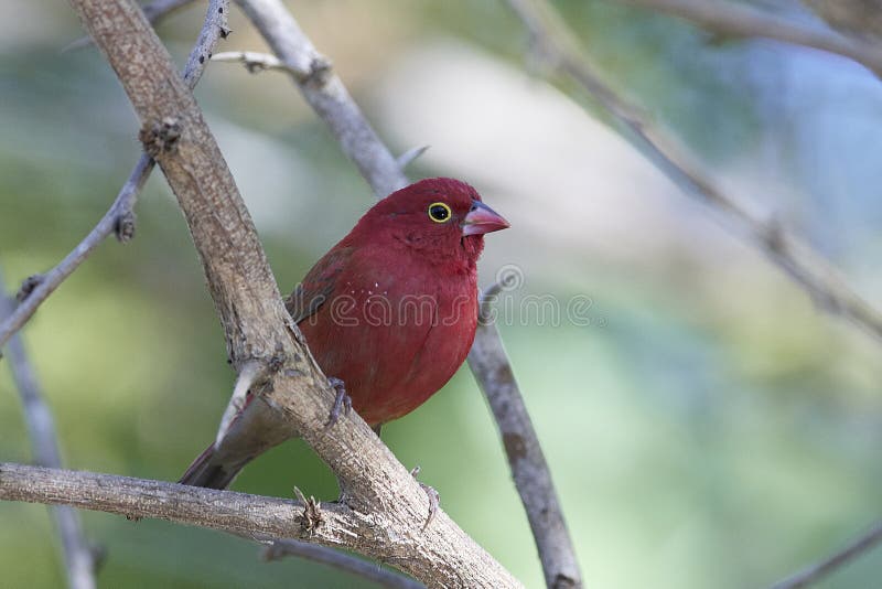 Red-billed Firefinch Lagonosticta Senegala Stock Photo - Image of ...