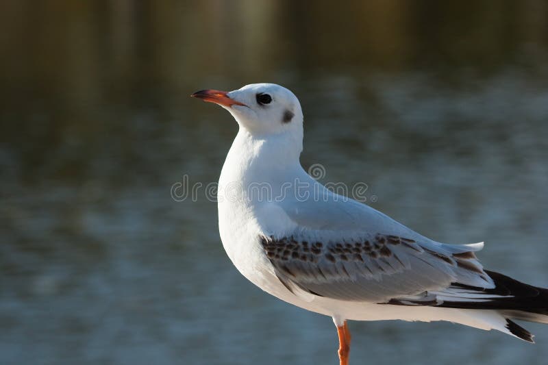 Red-billed gull (2) stock photo. Image of looking, water - 14165992