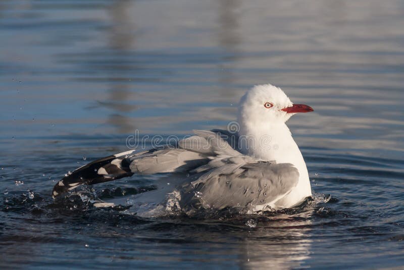 Red-billed gull bathing stock photo. Image of river, bathing - 51168504