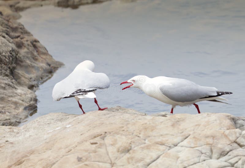 Red-Billed Gulls stock image. Image of black, seagull - 23317631