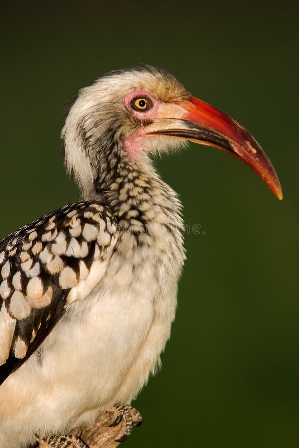 Red-billed hornbill stock image. Image of hornbill, feather - 2532787