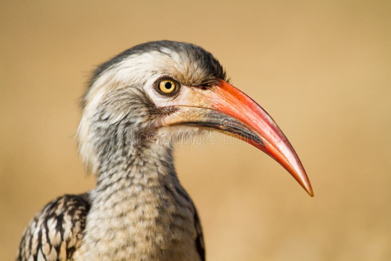 Red-billed hornbill stock image. Image of safari, hornbill - 26374893