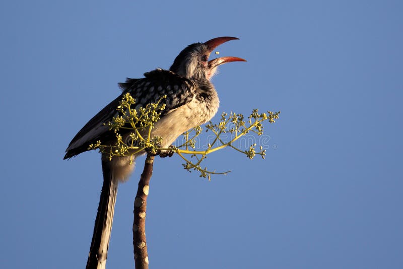 128 Fruit Namibia Stock Photos - Free & Royalty-Free Stock Photos from ...