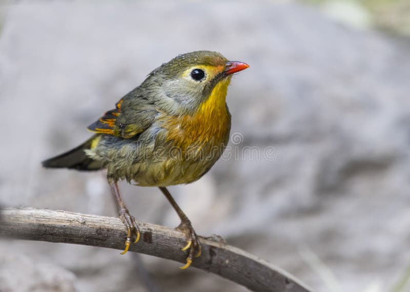 Red billed leiothrix stock image. Image of lutea, foraging - 113703629