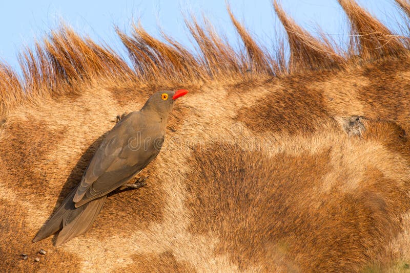 Red Billed Ox-pecker Sitting on a Giraffe Neck Stock Photo - Image of ...