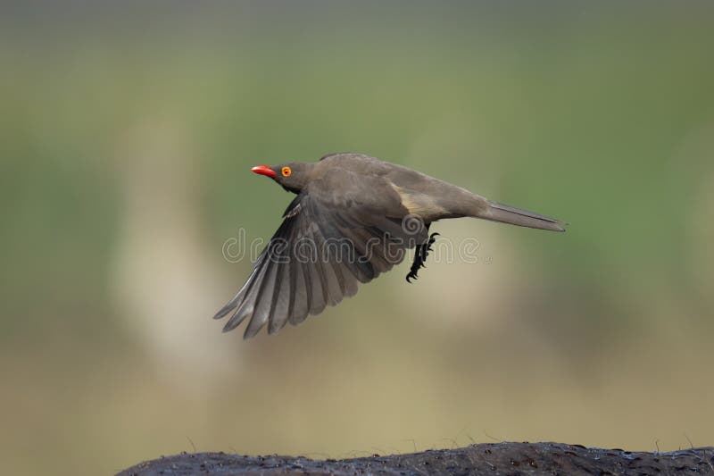 Red-billed Oxpecker Flies Over Cape Buffalo Back Stock Image - Image of ...