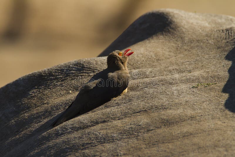 Red-billed Oxpecker stock photo. Image of oxpecker, reserve - 73253364