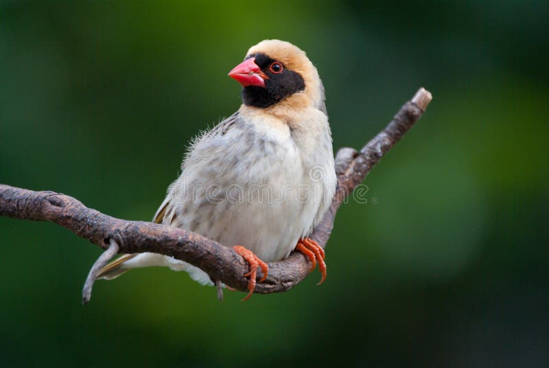 Red-billed Quelea Flock Flying Back and Forth between Trees and the ...