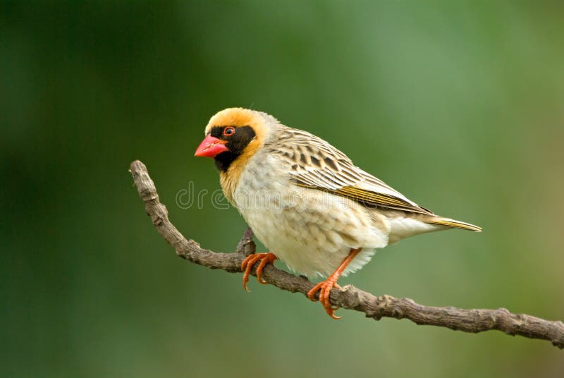Red billed quelea stock image. Image of avian, bird, quelea - 7864865