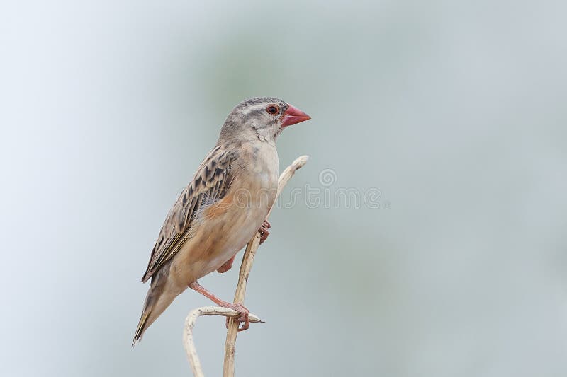 Red-billed Quelea Quelea Quelea Stock Photo - Image of billed ...