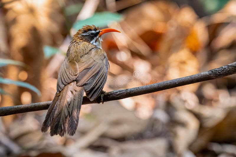 Red-billed Scimitar Babbler Perching on a Perch after Bathing Stock ...