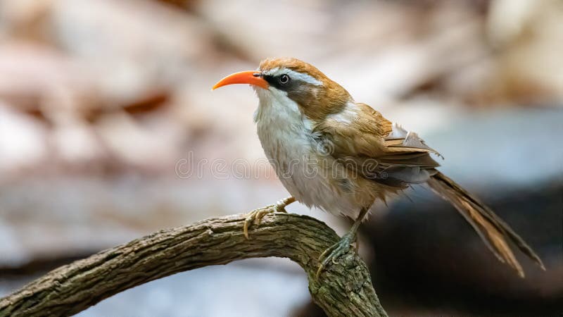 Red-billed Scimitar Babbler Perching on a Perch Looking into a Distance ...