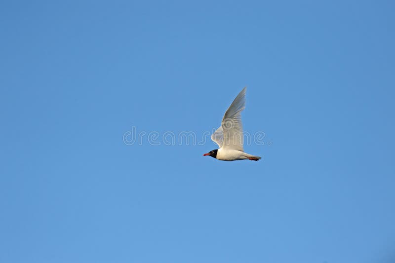 A Red-billed Seagull Flying in the Sky. Mediterranean Gull, Ichthyaetus ...