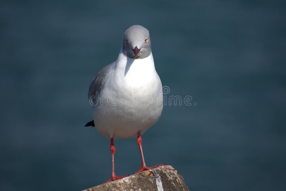 Red Billed Seagull stock image. Image of perching, seagull - 117913729