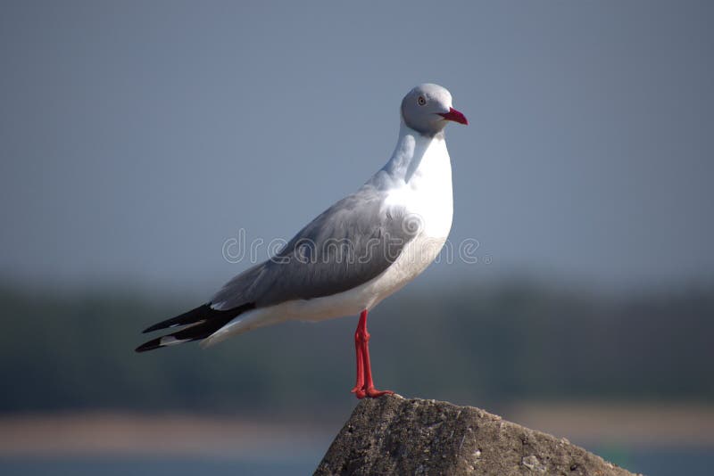 Red Billed Seagull stock photo. Image of seagull, billed - 117913842
