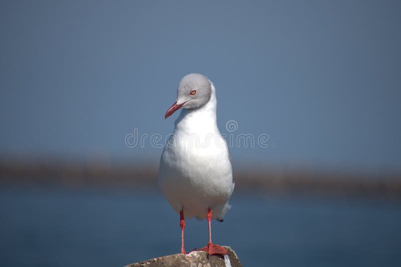 Red Billed Seagull stock photo. Image of seagull, beautiful - 117914018