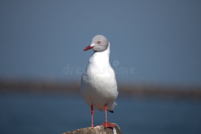 Red Billed Seagull stock image. Image of seagull, billed - 117914041