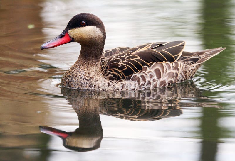 Red-billed Teal stock image. Image of mirroring, anatidae - 13793331