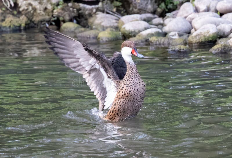 Red-billed Teal Bird Landing in the Water Stock Image - Image of fauna ...