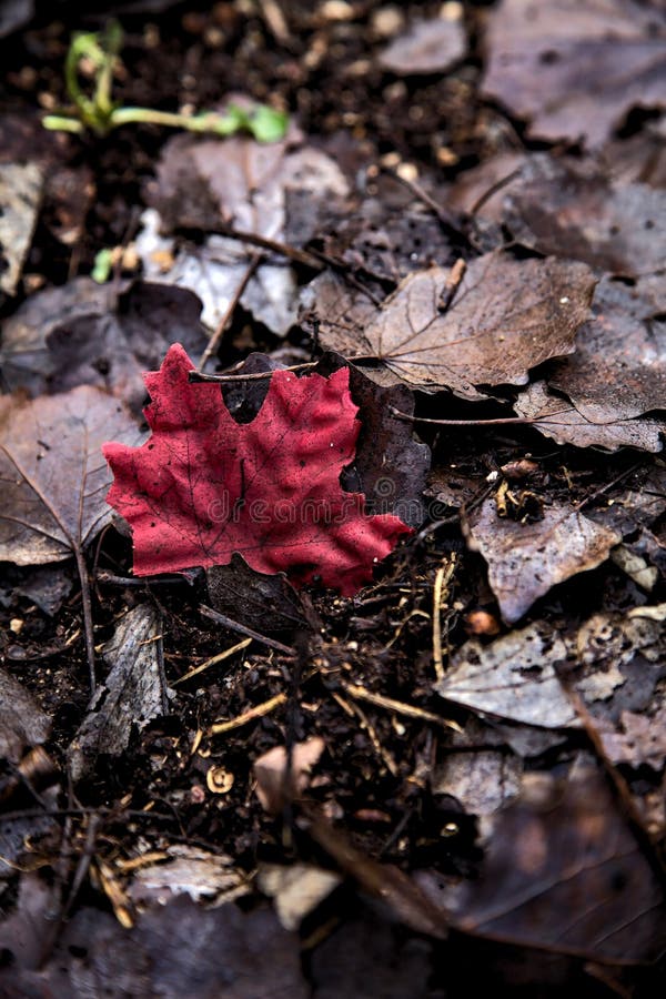 Red Birch Leaf on the Ground Surrounded by Dead Leaves Stock Photo ...