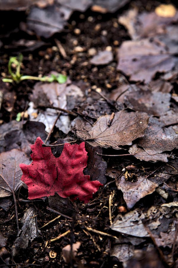 Red Birch Leaf on the Ground Surrounded by Dead Leaves Stock Image ...